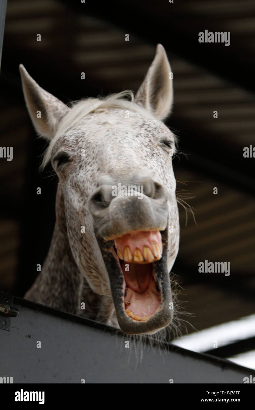 White horse with brown spots funny pose yawning in open air stable open ...