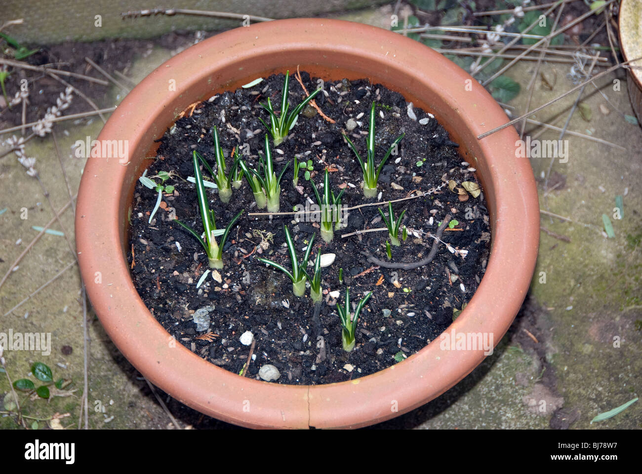 Sprouting crocus hi-res stock photography and images - Alamy