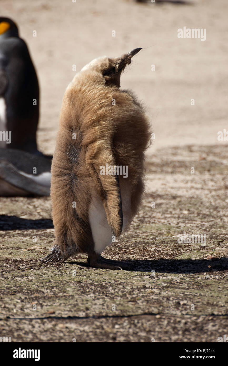 Moulting king penguin in strong wind, Saunders Island, Falkland Islands ...