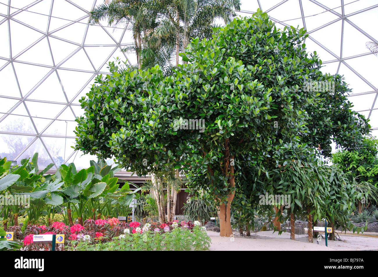 Hydroponic garden at Epcot, Disneyworld,Orlando, Florida, USA Stock ...