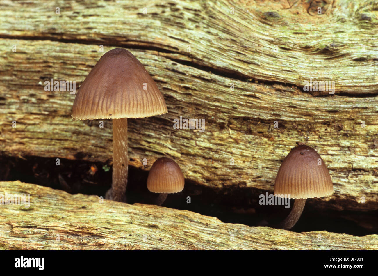 Uk tree fungi hi-res stock photography and images - Alamy