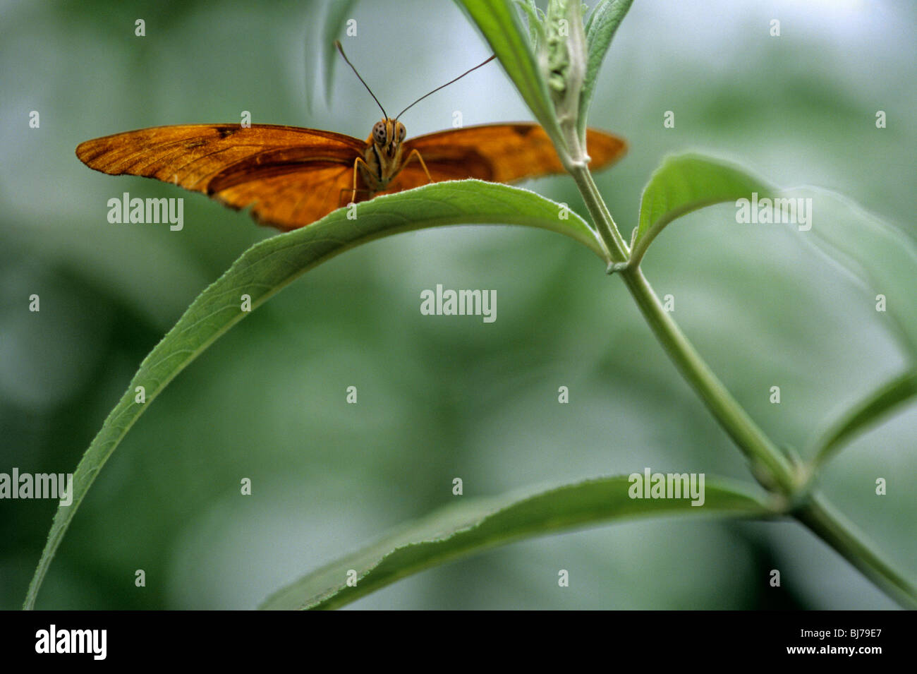 Washington state butterfly hi-res stock photography and images - Alamy