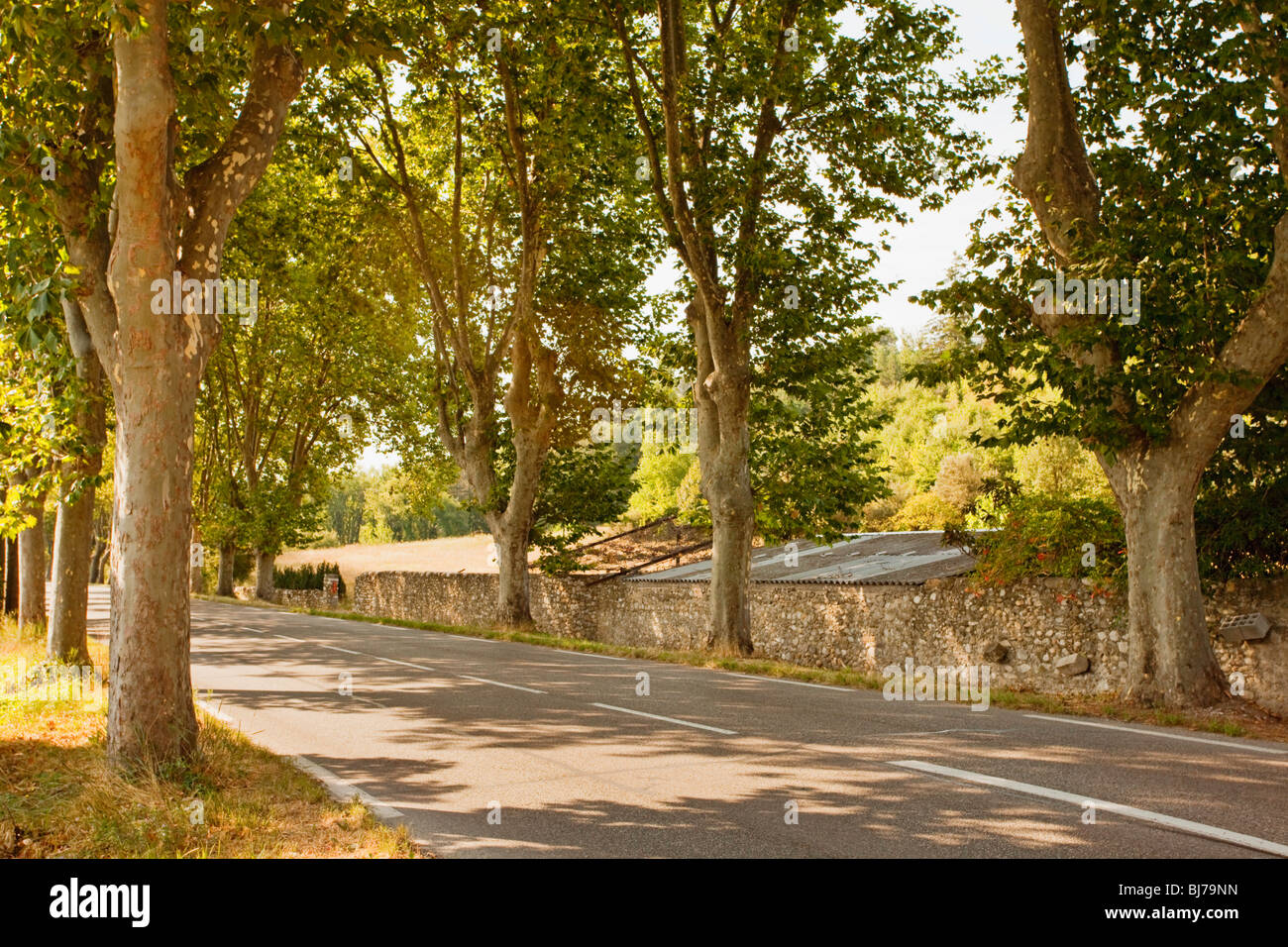 Sun-Kissed Country Road Flanked by Sycamore Trees in Provence Stock ...