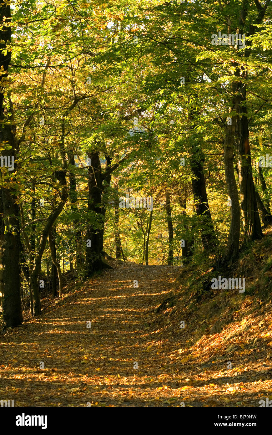 Path in a forest, Thale, Germany Stock Photo - Alamy