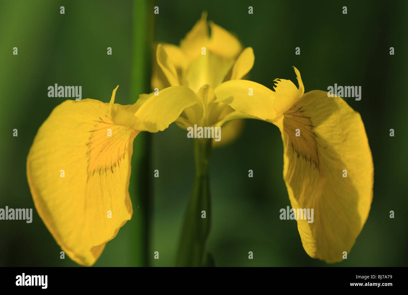 Bearded iris rhizomes hi-res stock photography and images - Alamy