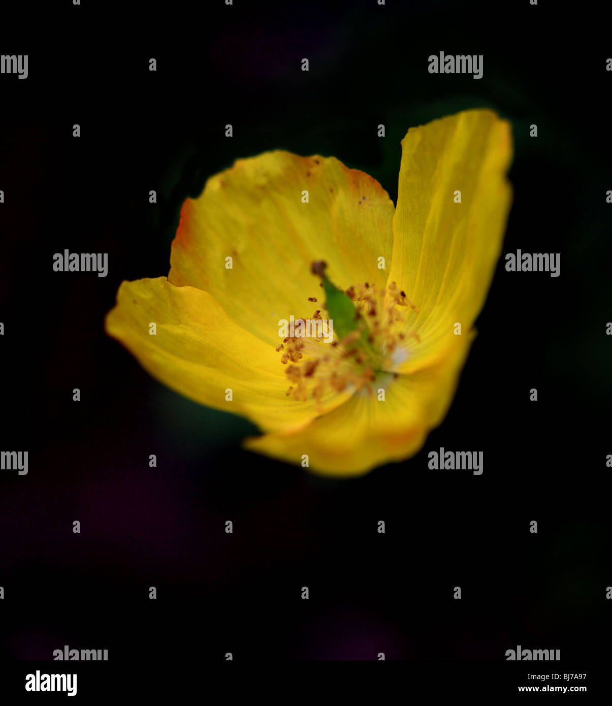 Yellow poppy hi-res stock photography and images - Alamy