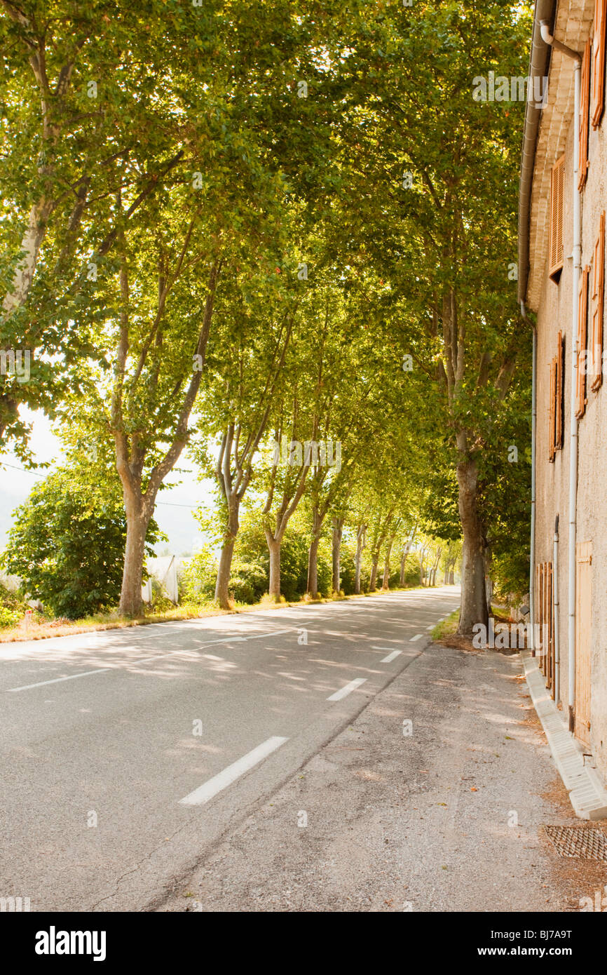 Country road lined with trees, Provence, France Stock Photo - Alamy