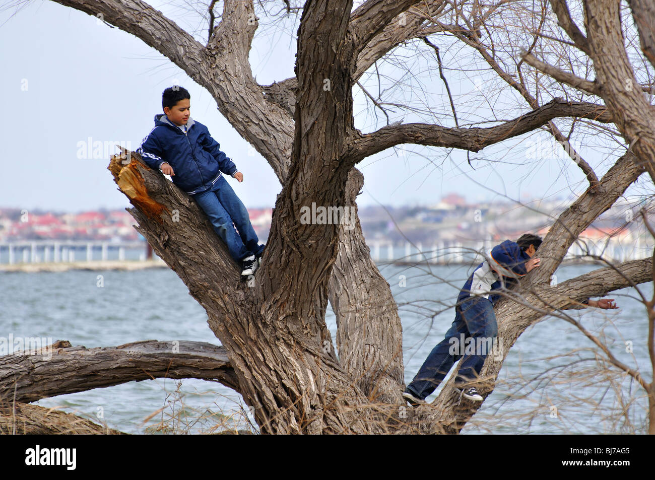 Hispanic boys playing with tree Stock Photo - Alamy