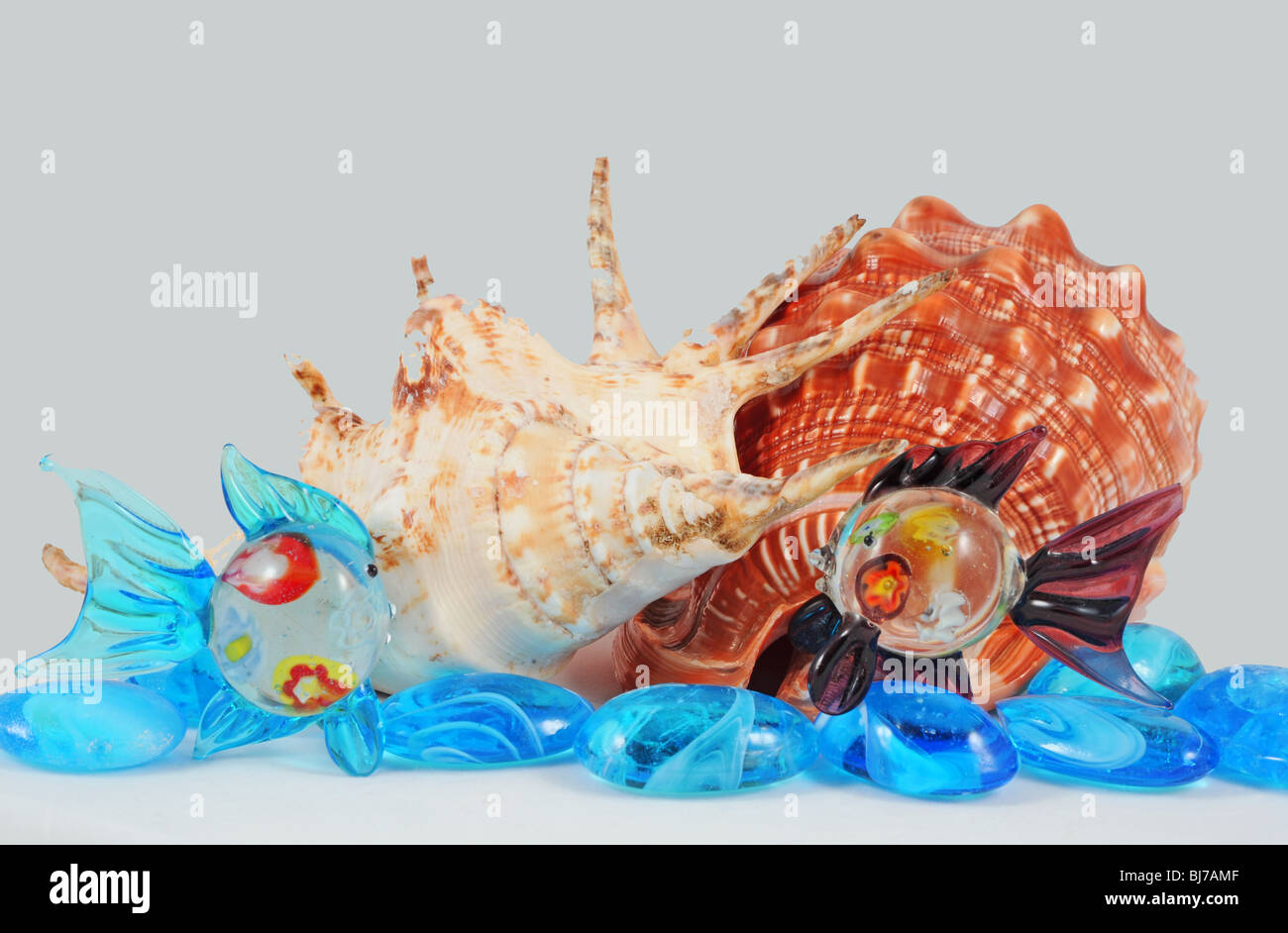 see shell, blue rocks, ocean life, still life, table top composition ...