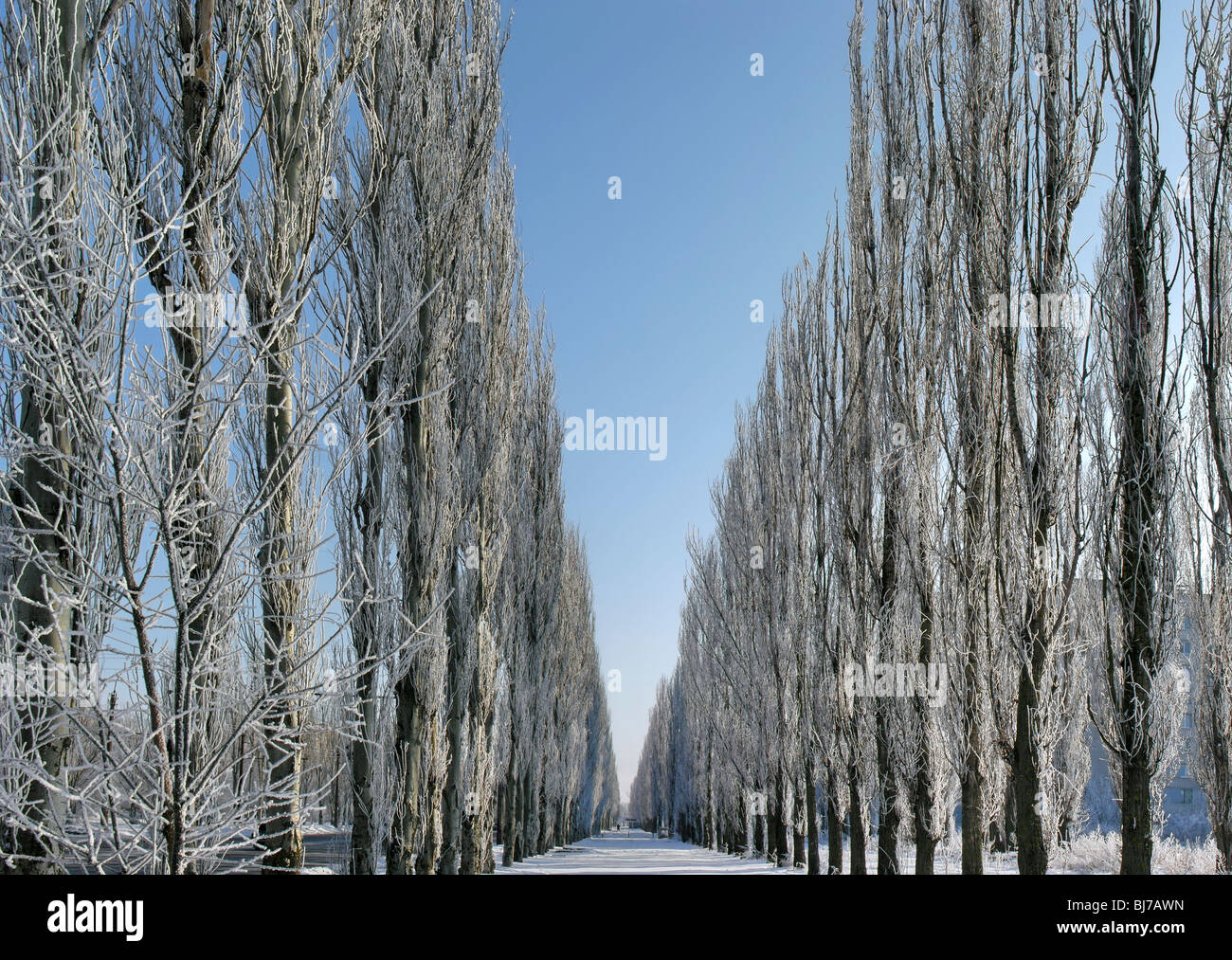 Poplar alley in the winter Stock Photo - Alamy
