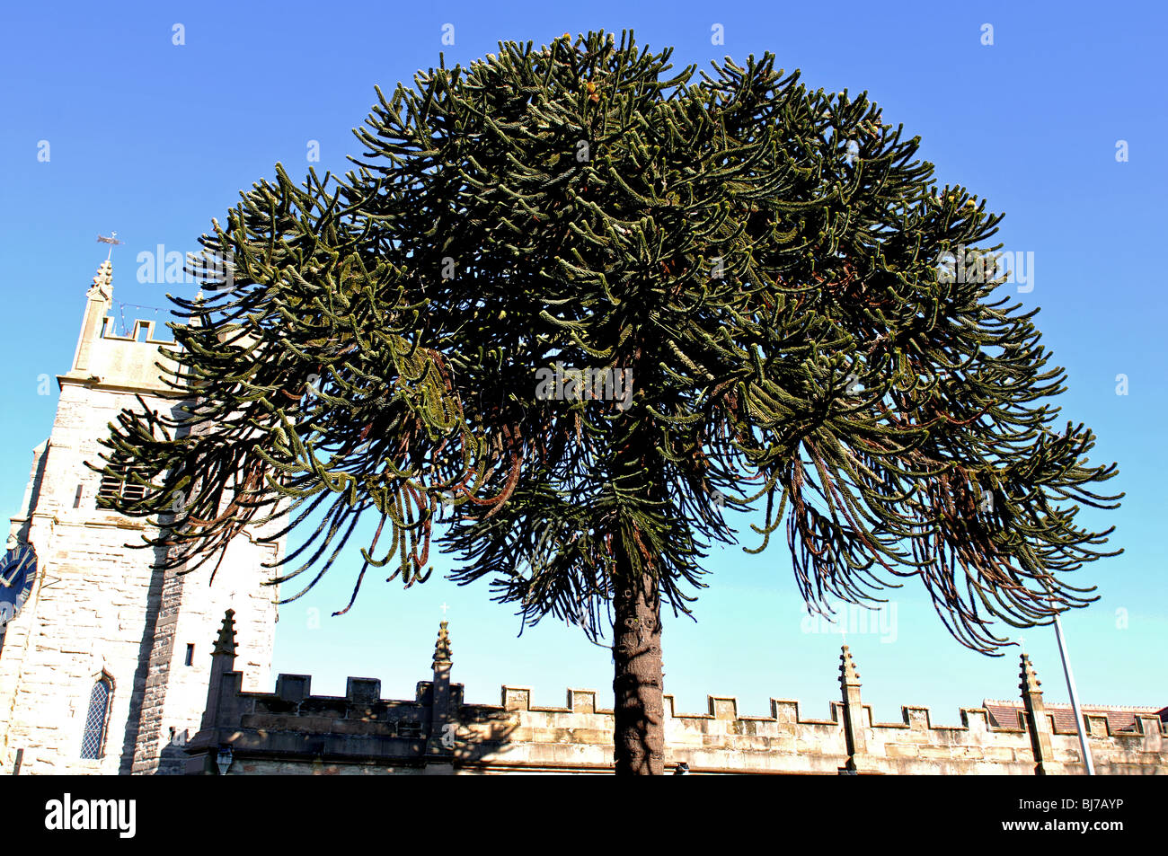 Monkey puzzle tree trees uk hi-res stock photography and images - Alamy