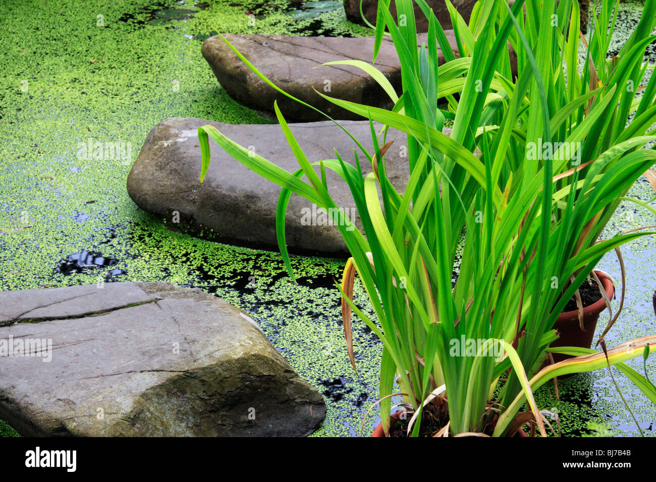 Stepping stones in garden pond Stock Photo - Alamy