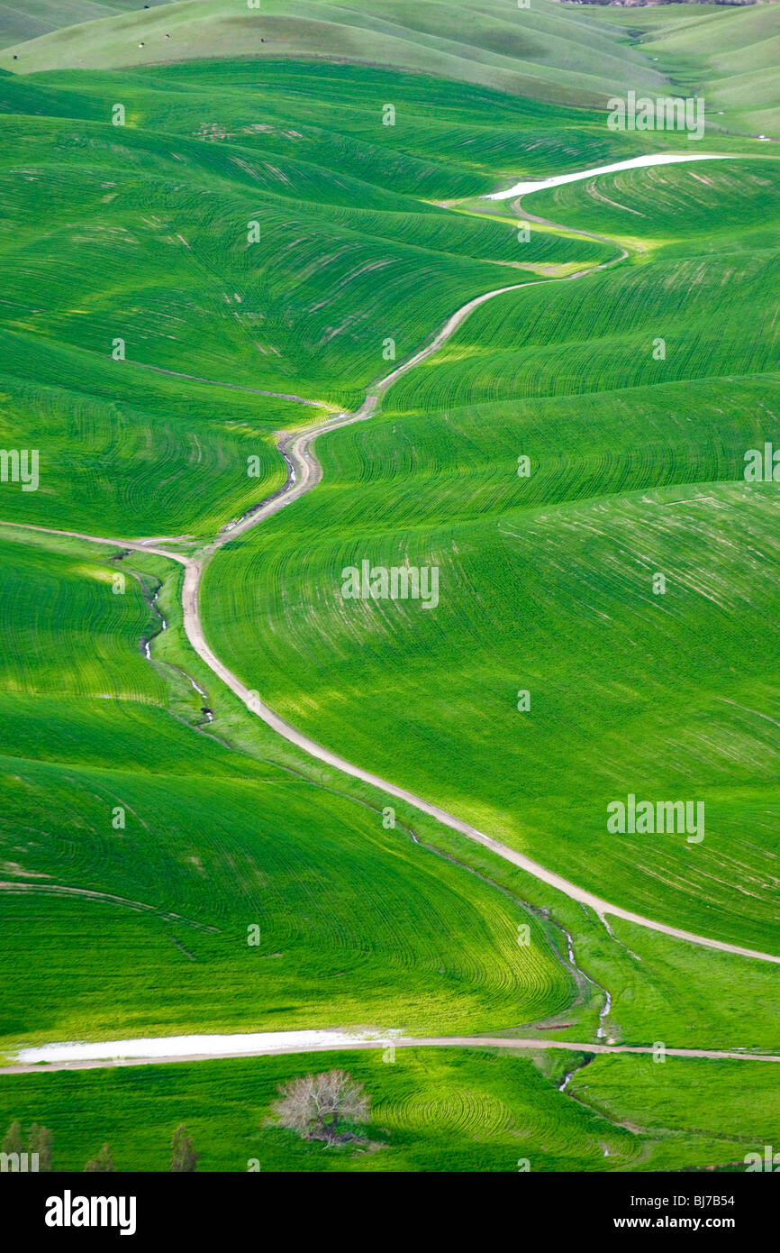 Rolling green hills in northern California in the spring, as seen from ...