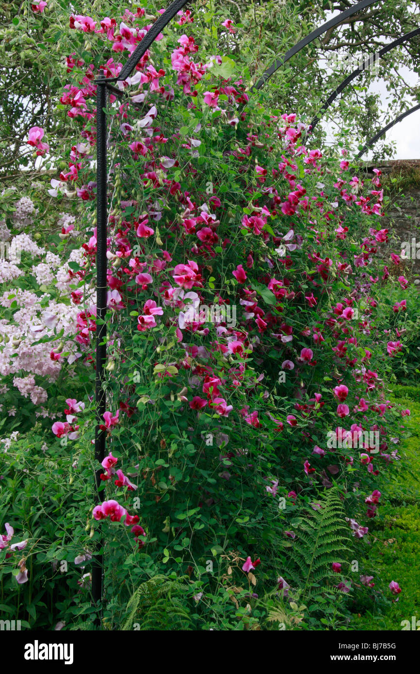 Lathryus latifolius or Everlasting Pea growing up framework Stock Photo ...
