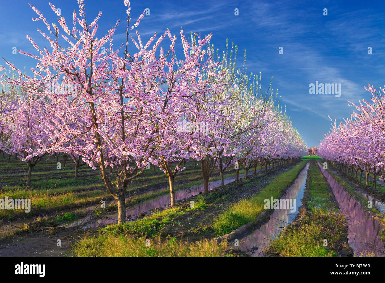 Peach orchards in bloom in the Sacramento Valley of northern California ...