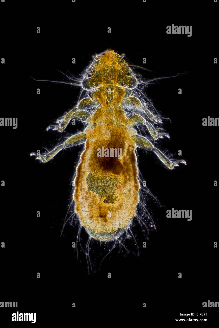 Bird louse hi-res stock photography and images - Alamy
