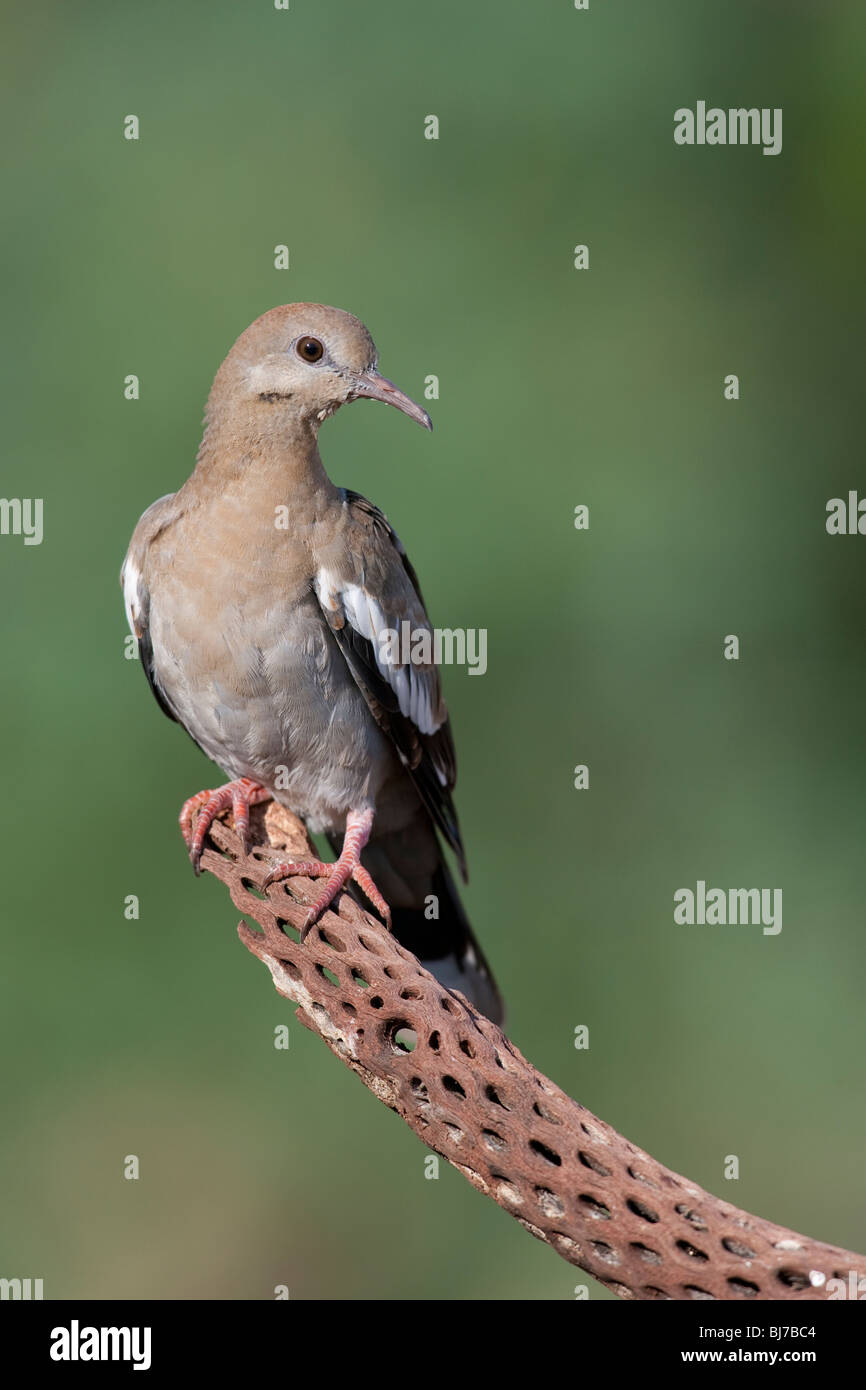 White Winged Dove Zenaida Asiatica Mearnsi Juvenile Stock Photo Alamy