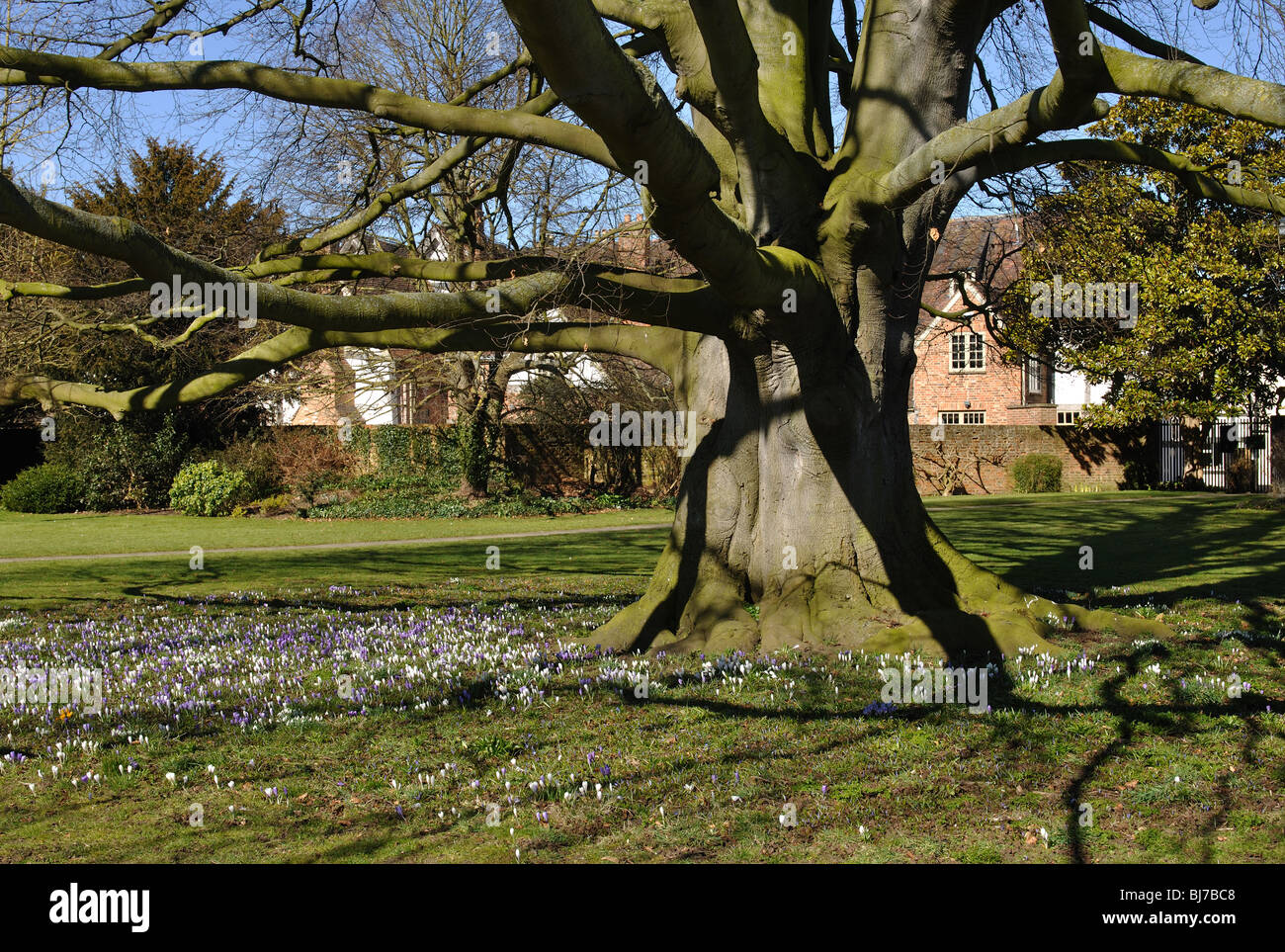 Large beech tree in grounds of Tewkesbury Abbey, Gloucestershire ...
