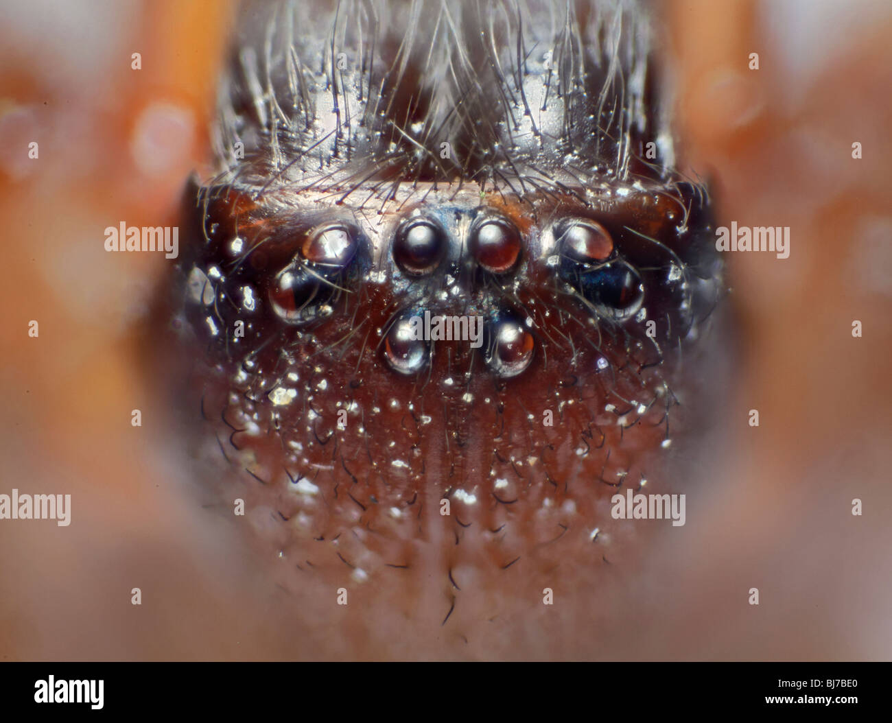 High macro image of a house spider eyes viewed from above. Tegenaria sp ...