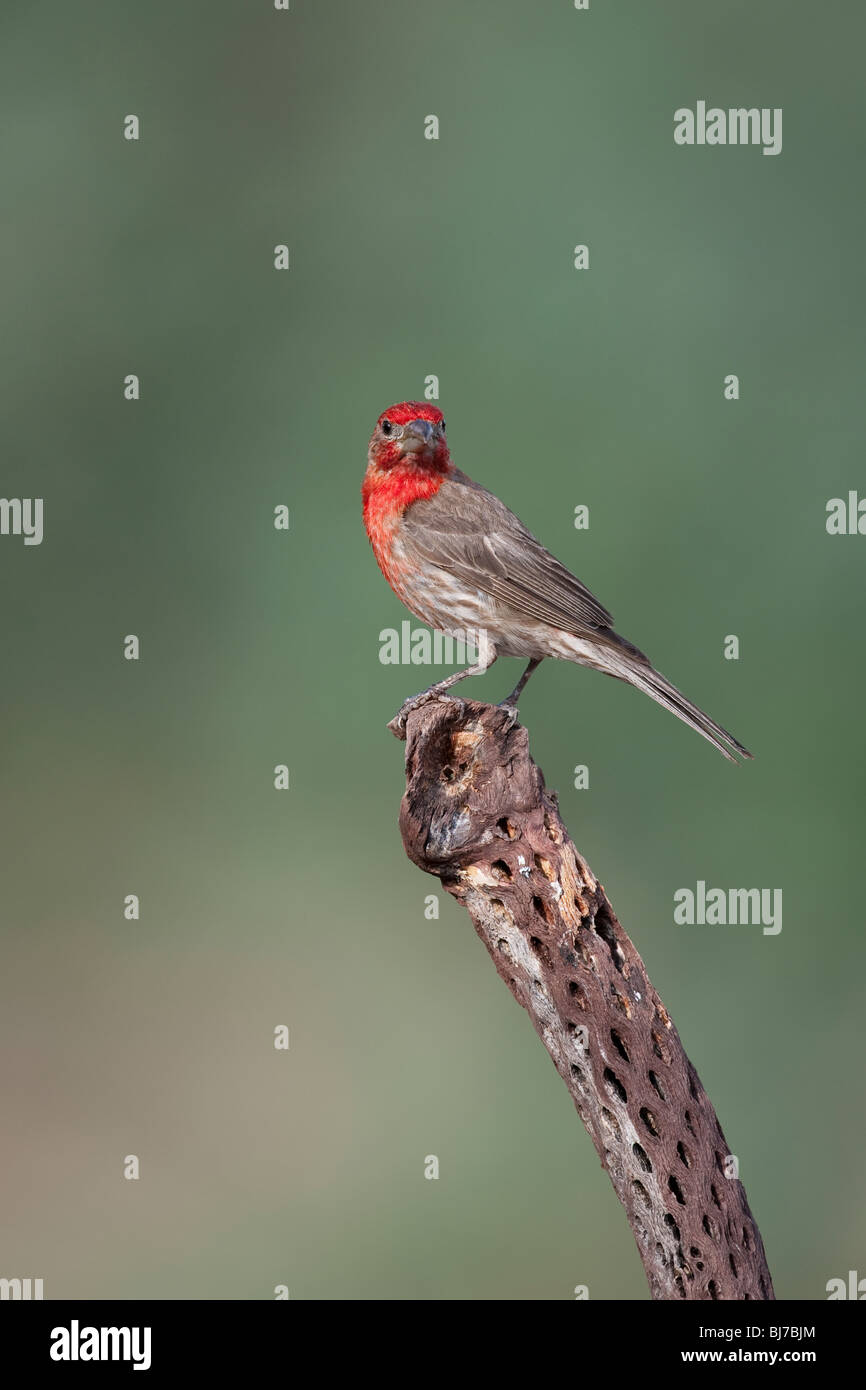 House Finch (Carpodacus mexicanus frontalis), male Stock Photo - Alamy
