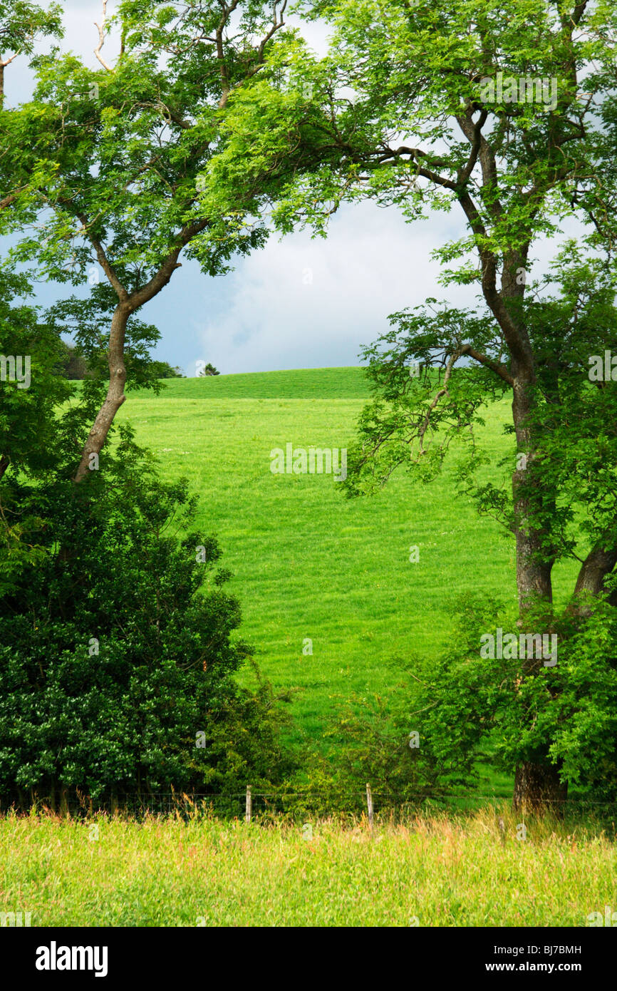 Ash trees in UK countryside Stock Photo - Alamy