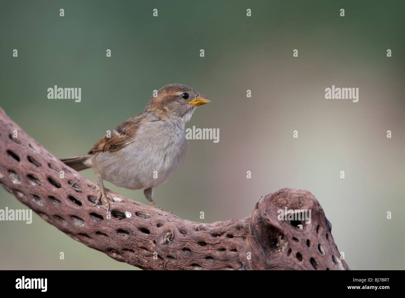 Immature House Sparrow High Resolution Stock Photography and Images - Alamy