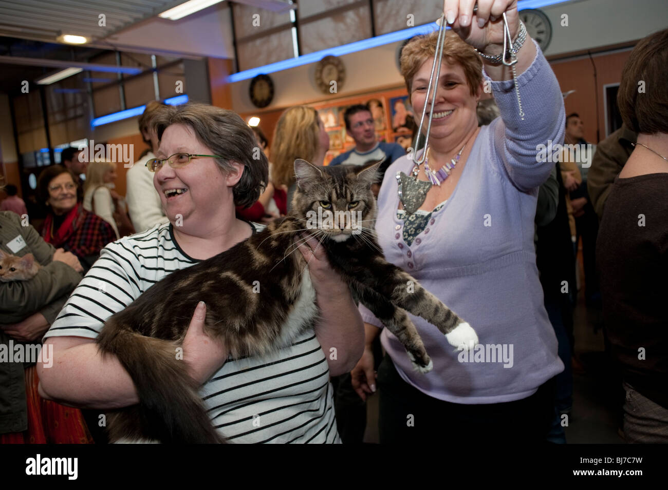 Domestic Cats, Paris, France, French Pedigree Cat Show, Trade Show ...