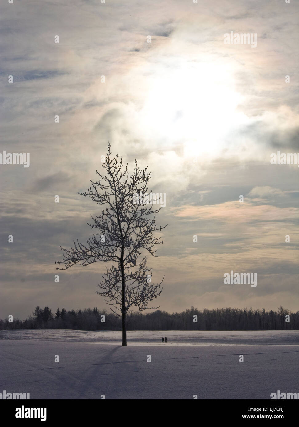 Tree contrast hi-res stock photography and images - Alamy