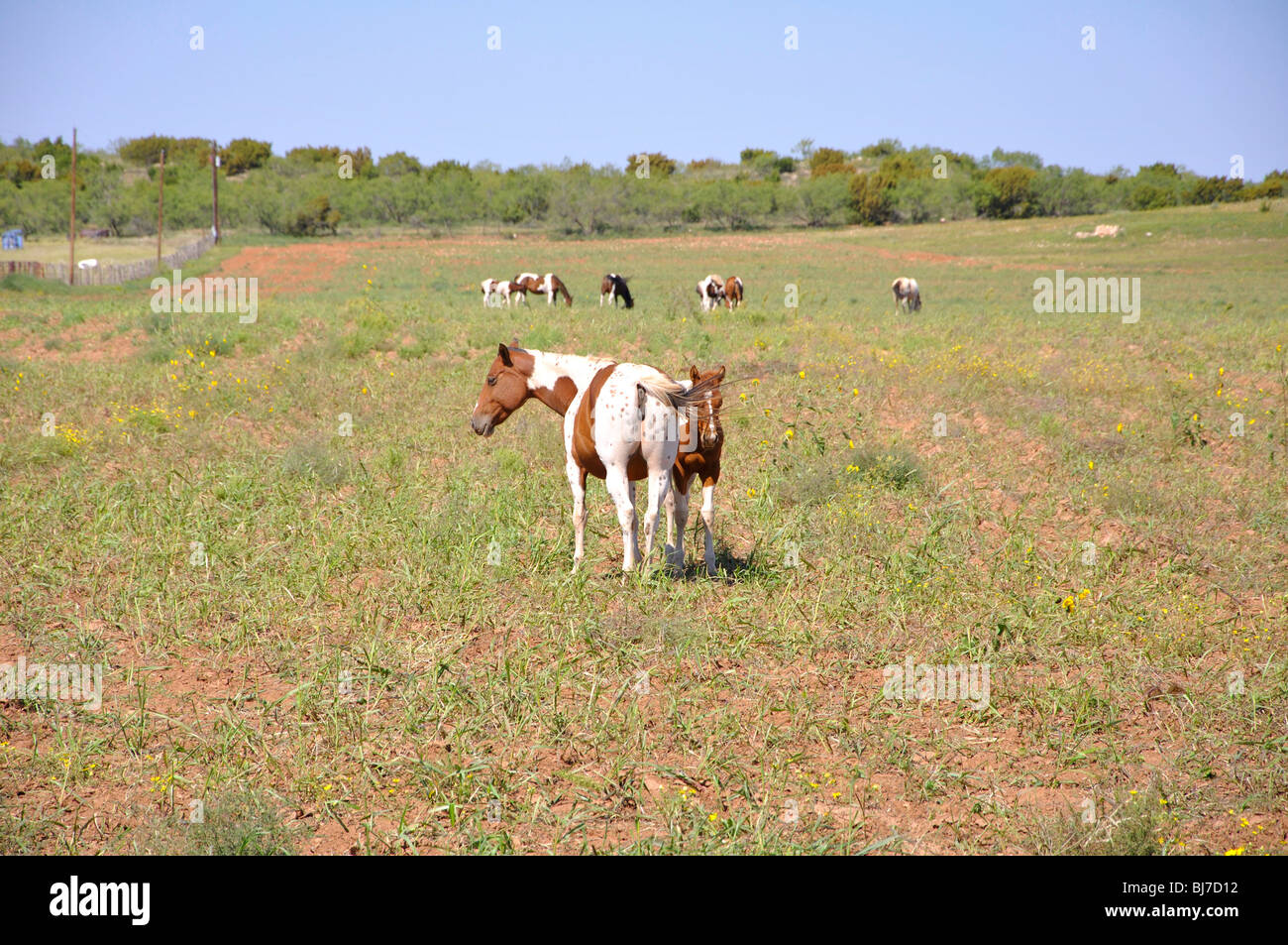 Texan horse hi-res stock photography and images - Alamy