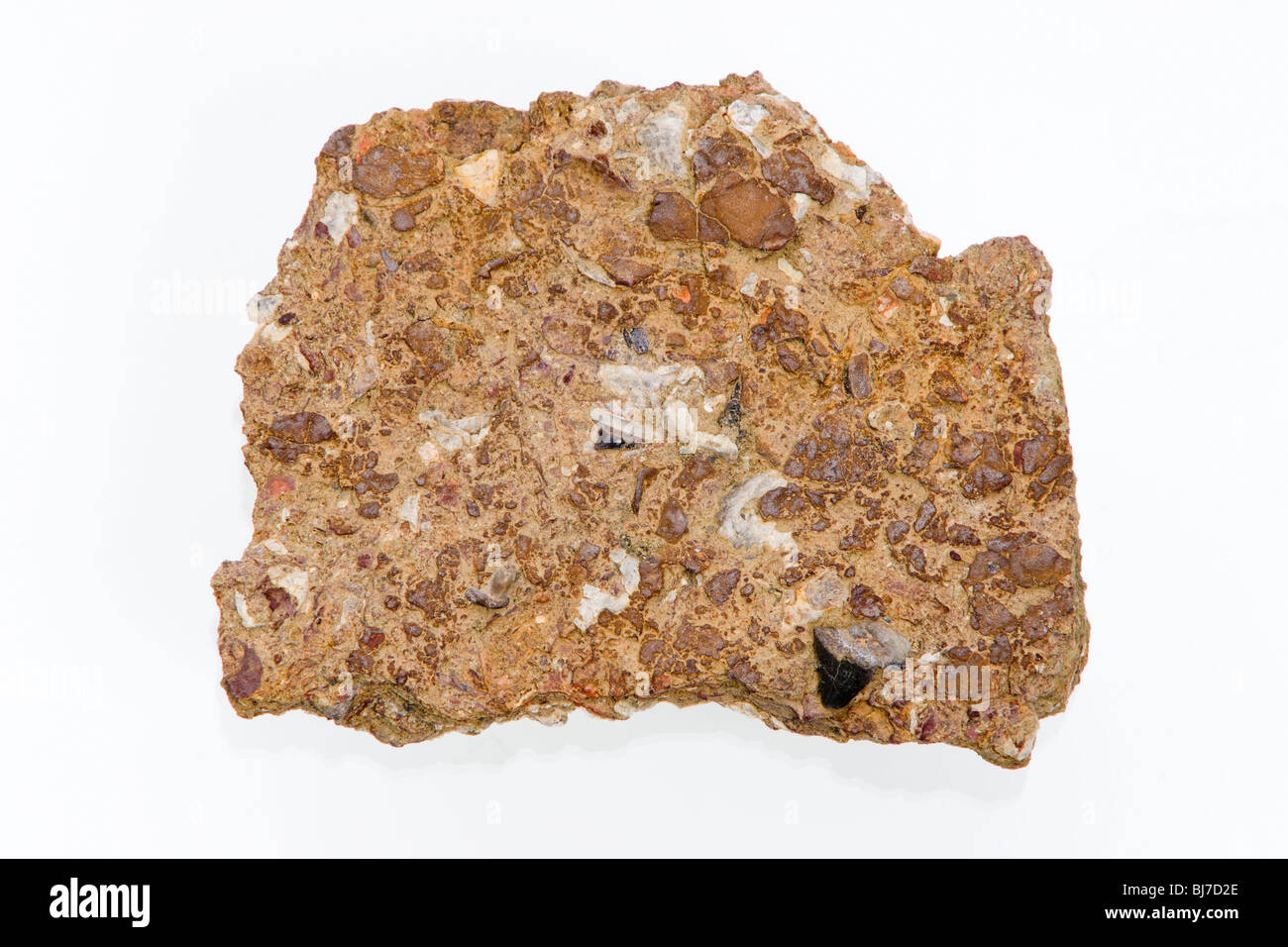 Fossil shark teeth and shell fragments from prehistoric sea floor ...