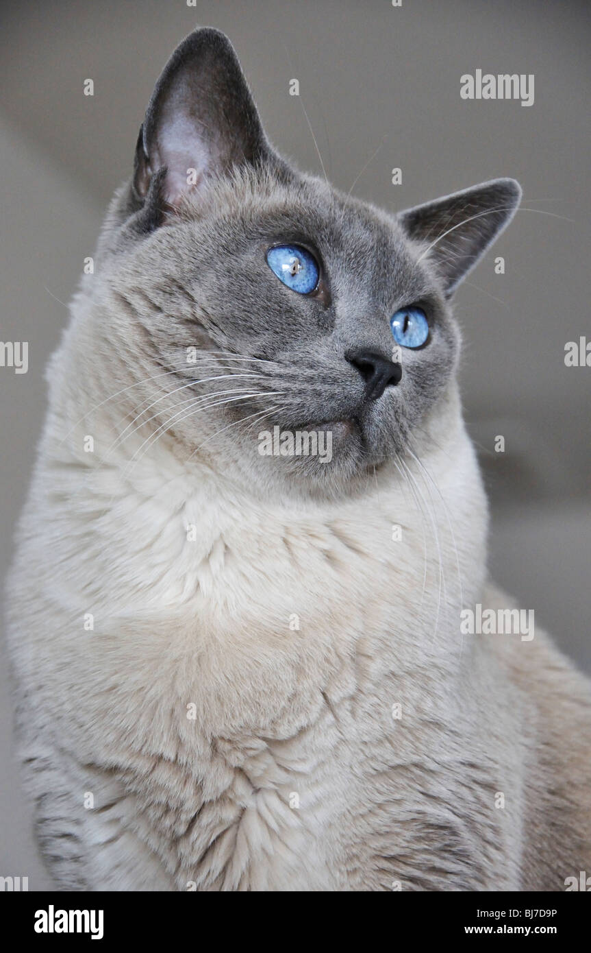 Siamese Blue Point Cat Stock Photo - Alamy