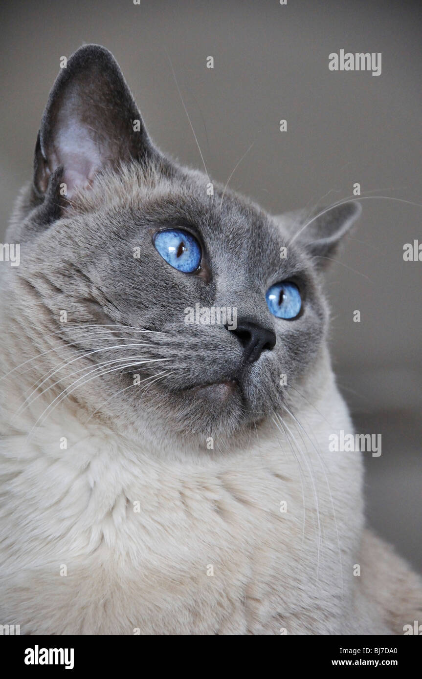 Siamese Blue Point Cat Stock Photo - Alamy