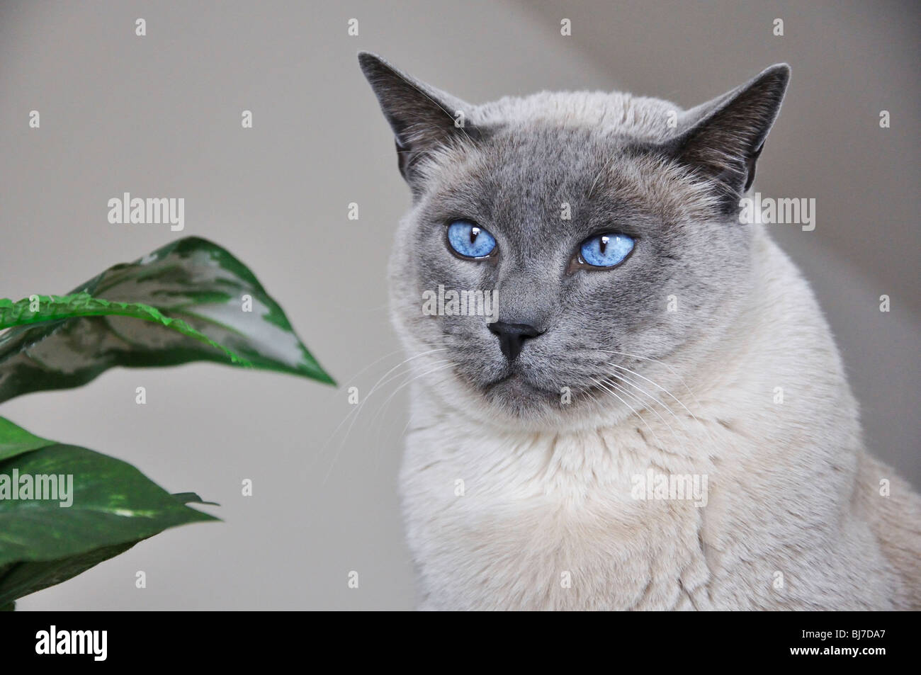 Siamese Blue Point Cat Stock Photo - Alamy