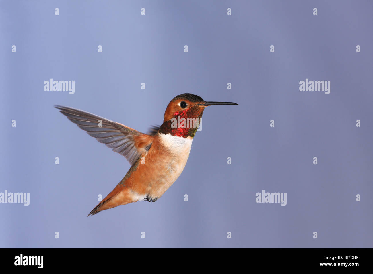 A male Allen's Hummingbird hovering in a clear blue sky Stock Photo - Alamy