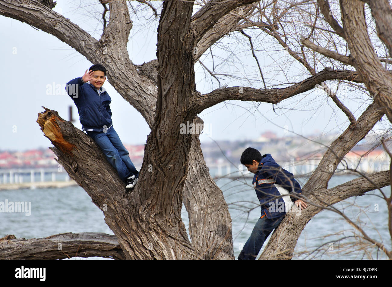 Hispanic boys playing with tree Stock Photo - Alamy