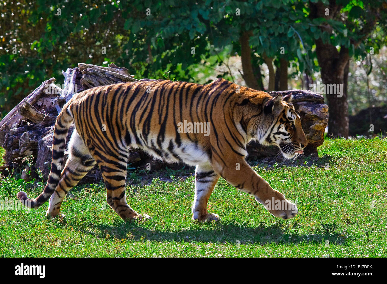 Bengal tigers, residents of the Miami Metrozoo. Each tiger has a ...