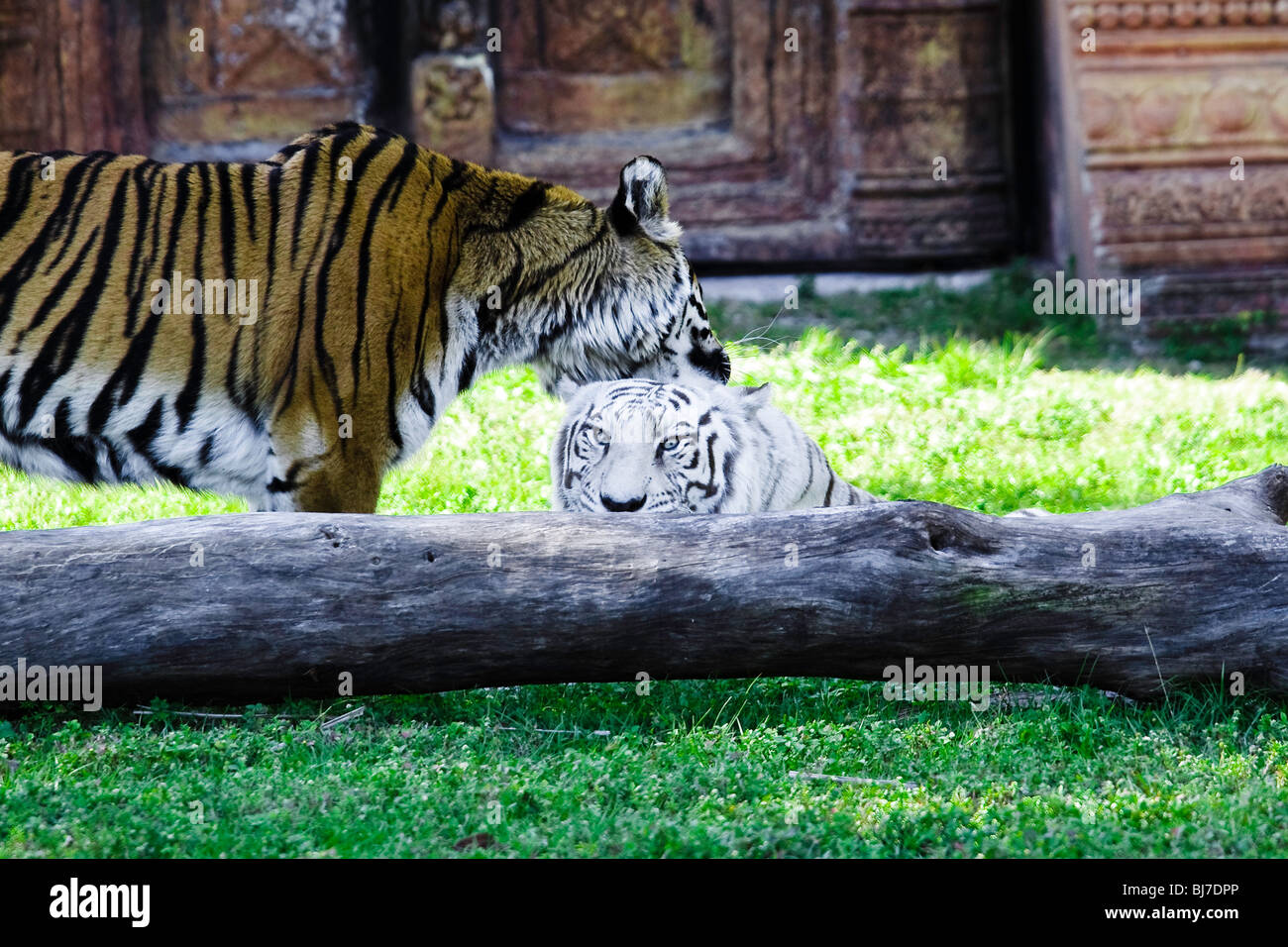 Orange And White Tigers