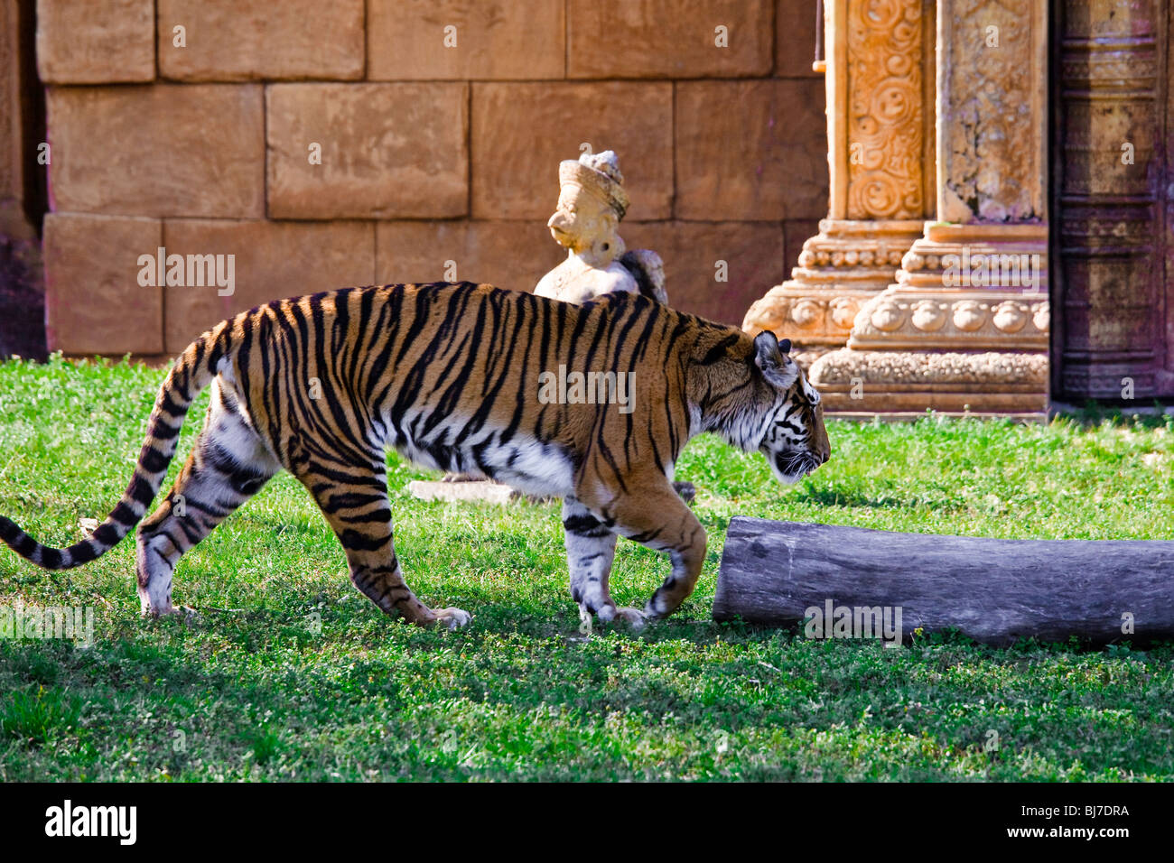 Miami zoo tigers hi-res stock photography and images - Alamy