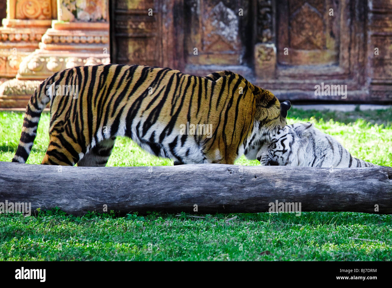 Tigers at tiger hi-res stock photography and images - Alamy