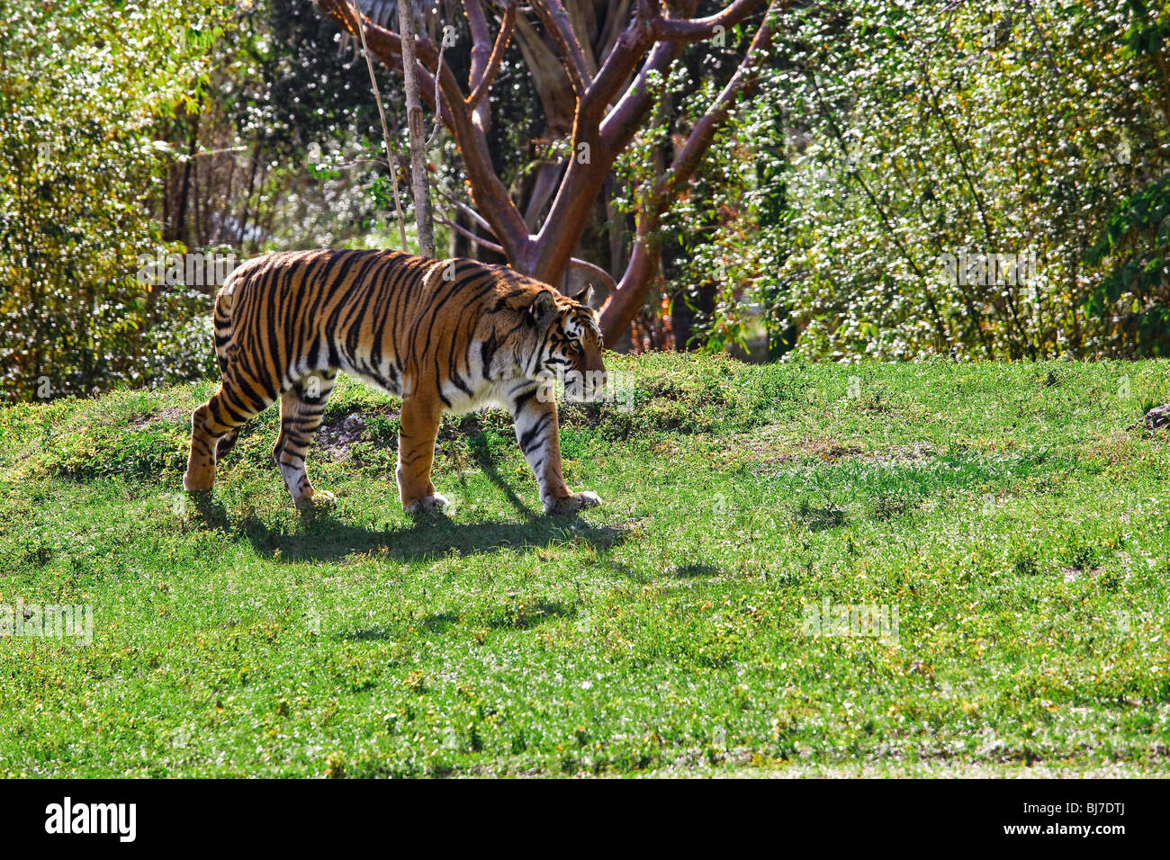 Bengal tigers, residents of the Miami Metrozoo. Each tiger has a ...