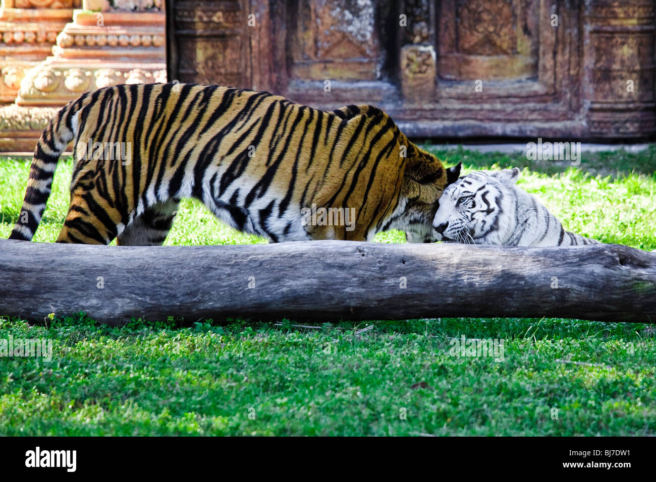 Orange and White Bengal Tigers Saluting Stock Photo - Alamy