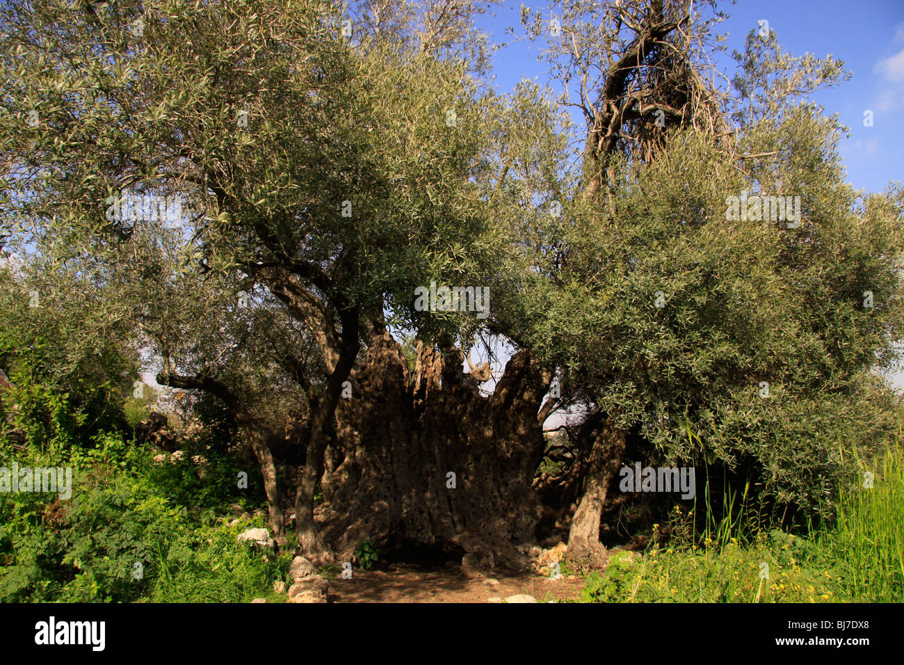 Tzuba High Resolution Stock Photography and Images - Alamy