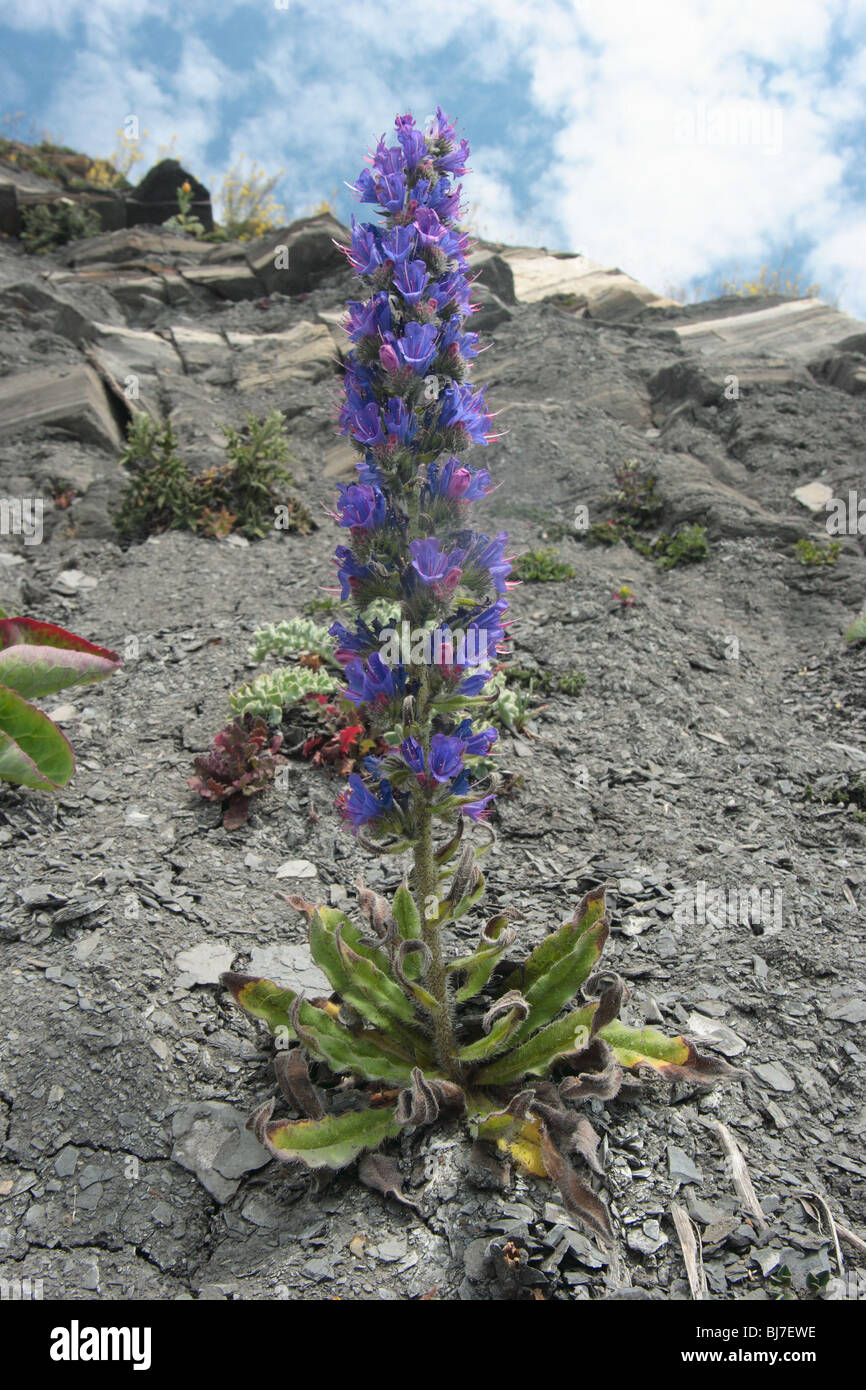 Viper's bugloss. Echium vulgare. growing on soft cliff. Brandy bay ...