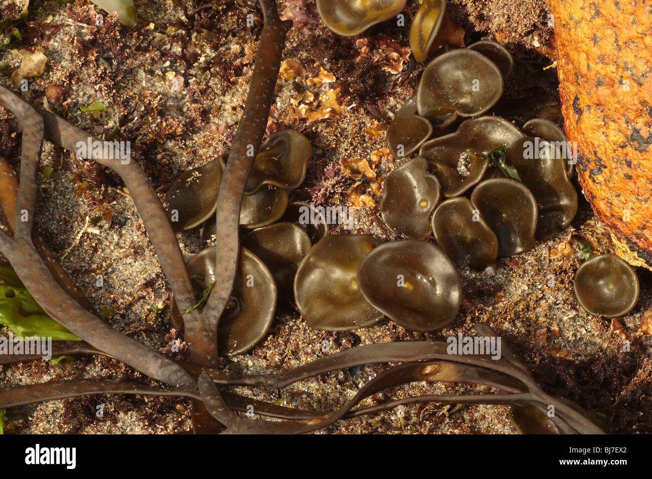 Himanthalia Elongata High Resolution Stock Photography and Images - Alamy