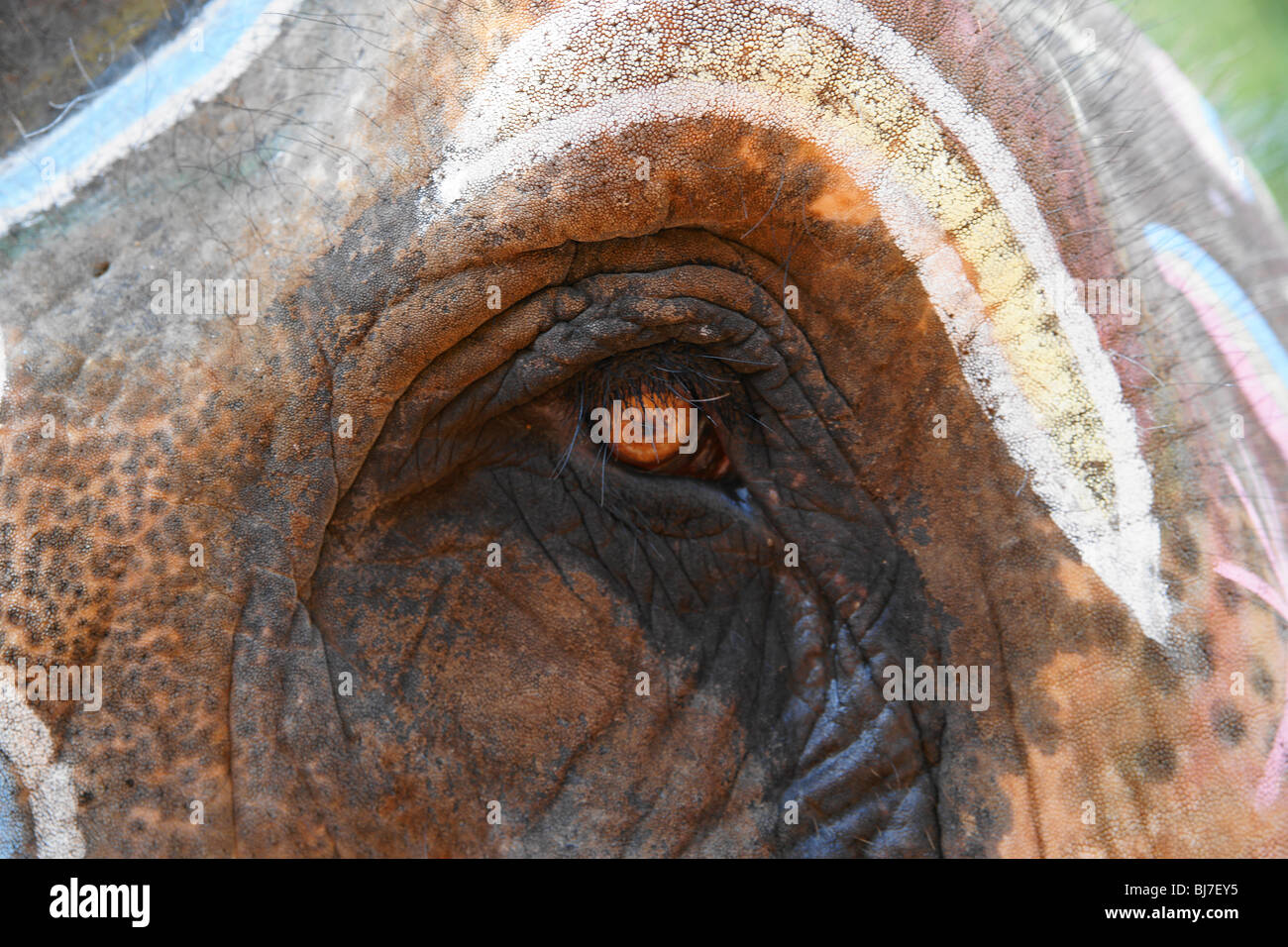 Elephants eye hi-res stock photography and images - Alamy