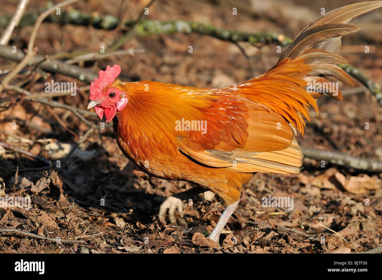 Domestic Chicken Cockerel - Gallus Stock Photo - Alamy