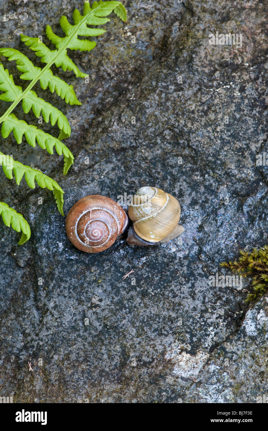 Mollusc wales hi-res stock photography and images - Alamy