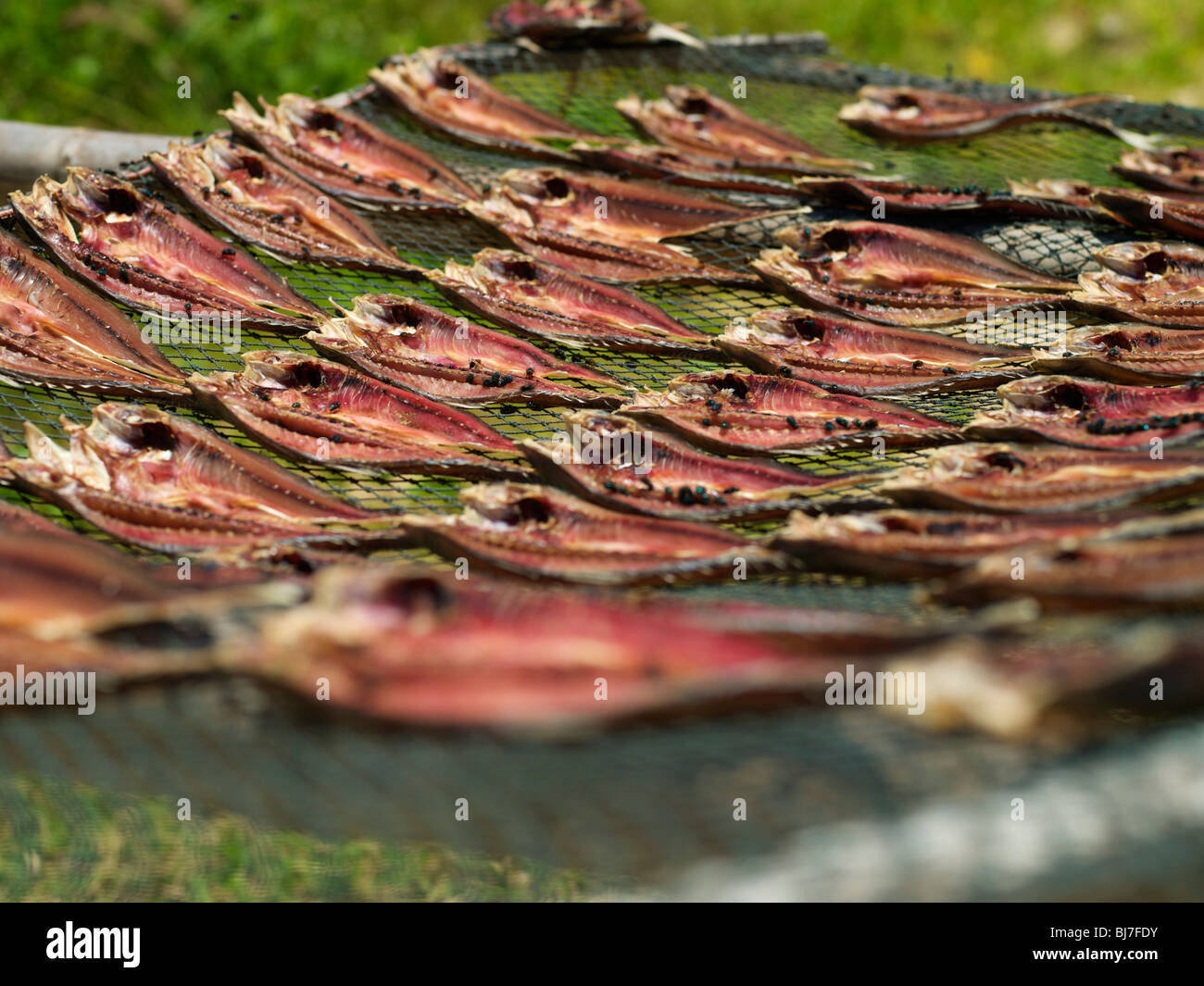 Fish drying in the sun in thailand Stock Photo - Alamy