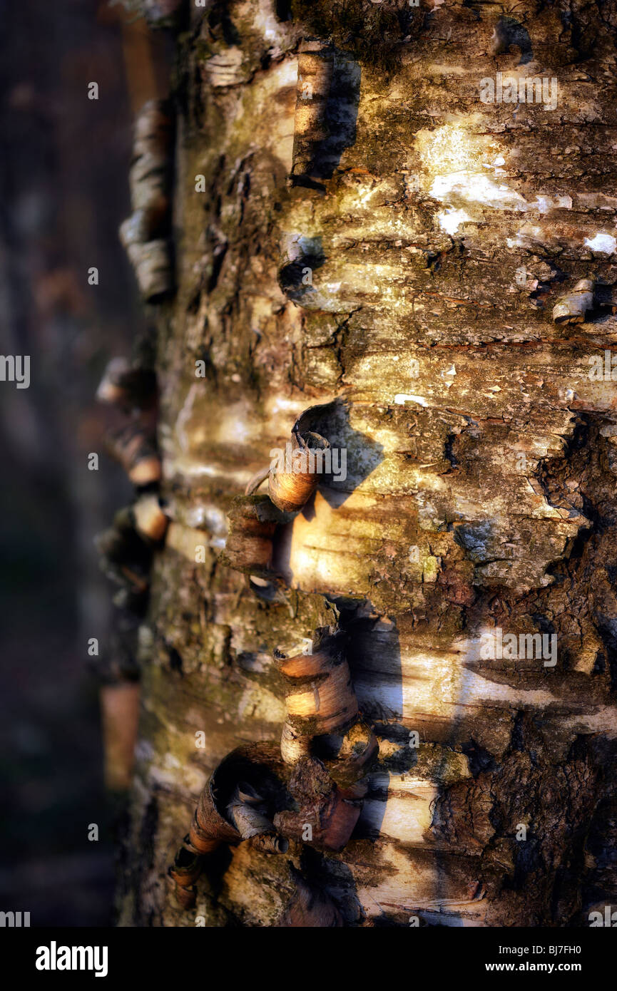 For a Russian forest has always been home Stock Photo - Alamy