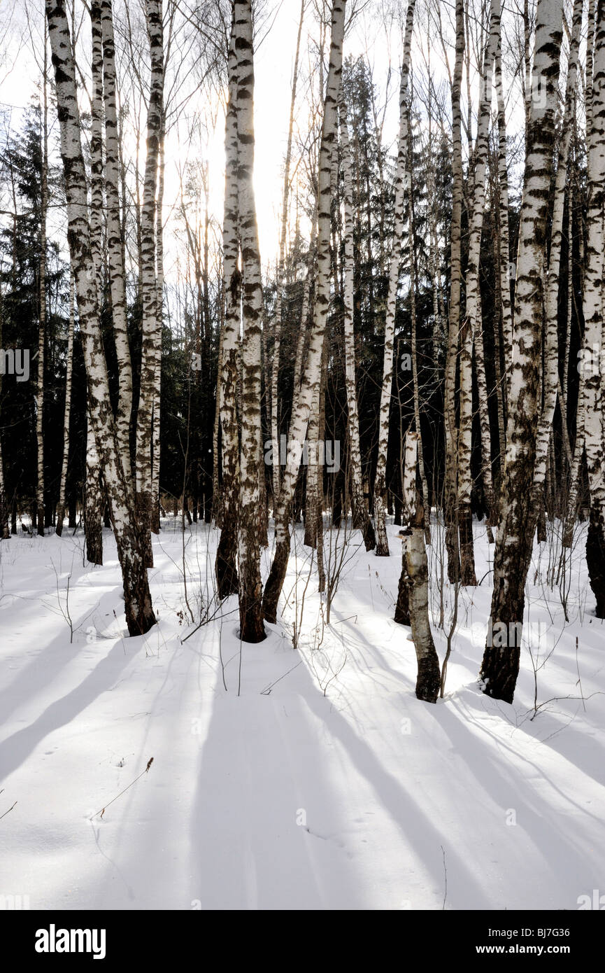Russian landscape green oak forest hi-res stock photography and images ...